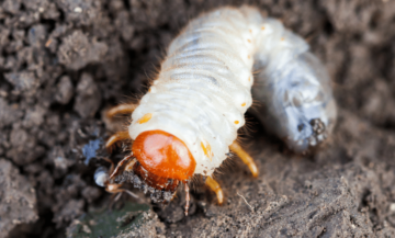 The 4 Stages of the White Grub Lifecycle | Nature's Select Sandhills