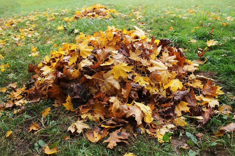 Preparing Your Lawn for Fall | Winston-Salem, North Carolina