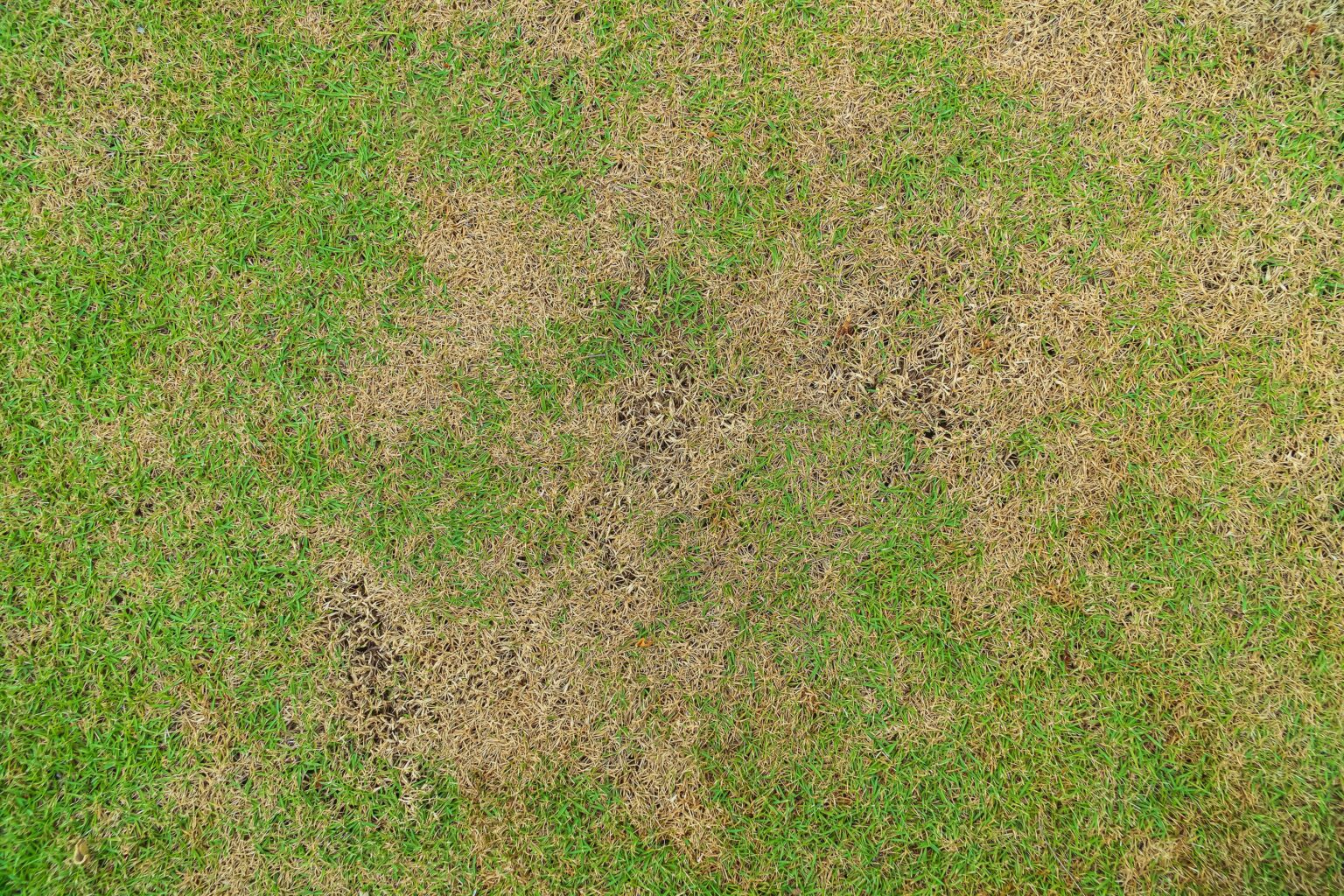 3 Types of Lawn Diseases | Nature's Select Piedmont | Piedmont, NC