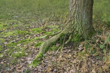 3 Common Tree Root Diseases | Nature's Select Triangle | Chapel Hill, NC