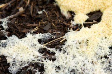 The Lowdown on Mulch Mold | Nature's Select Piedmont